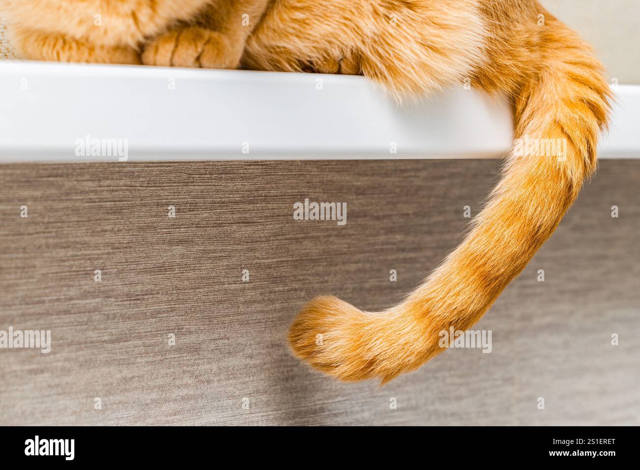 a ginger cat sits on the windowsill with its tail hanging down. a red ...