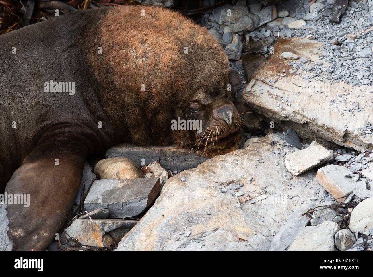 Bull or Male Sothern Sea Lion (Otaria Flavescens), Sea Lion Island, the ...