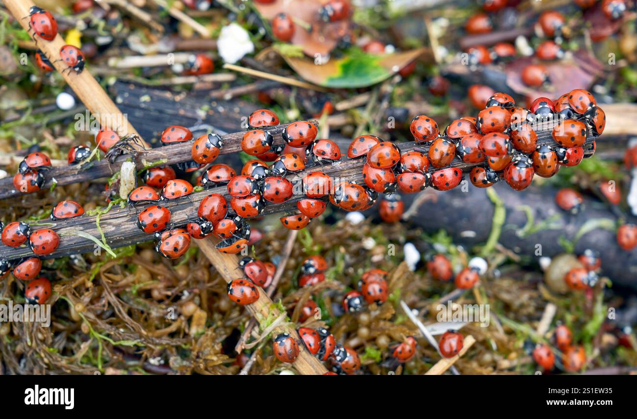 Helpful bugs hi-res stock photography and images - Alamy