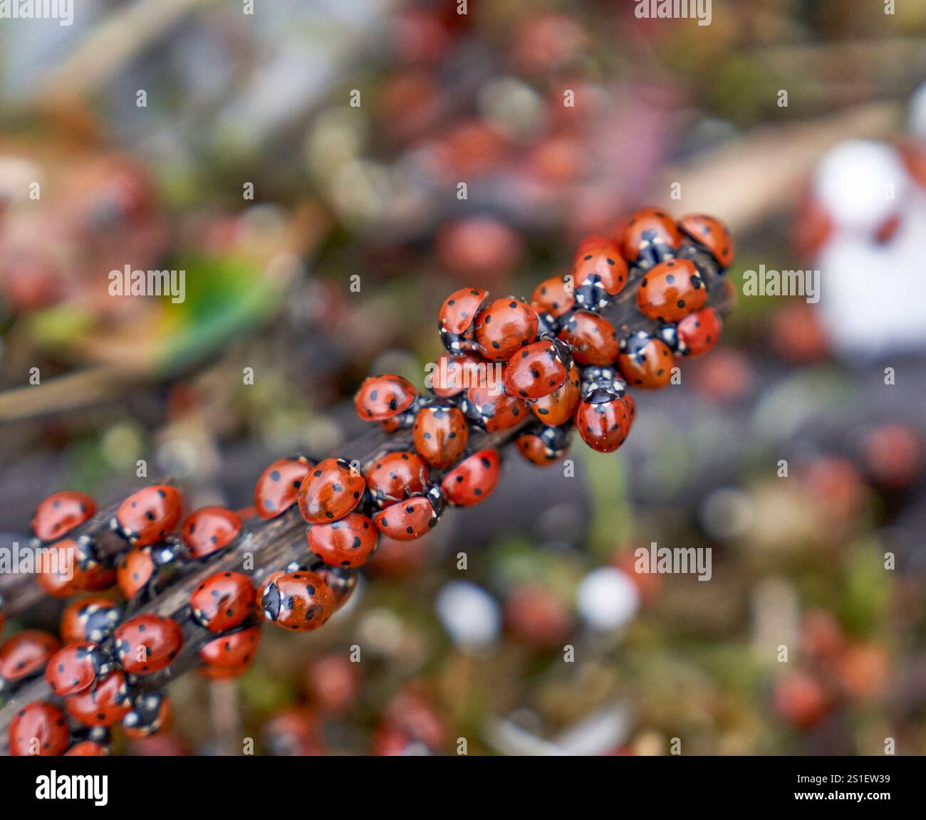 Lady bug colony hi-res stock photography and images - Alamy