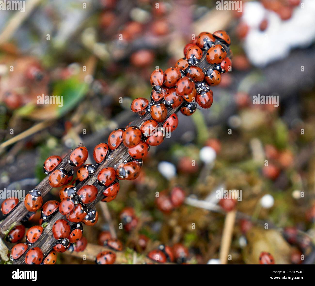 Ladybugs colony in nature Stock Photo - Alamy