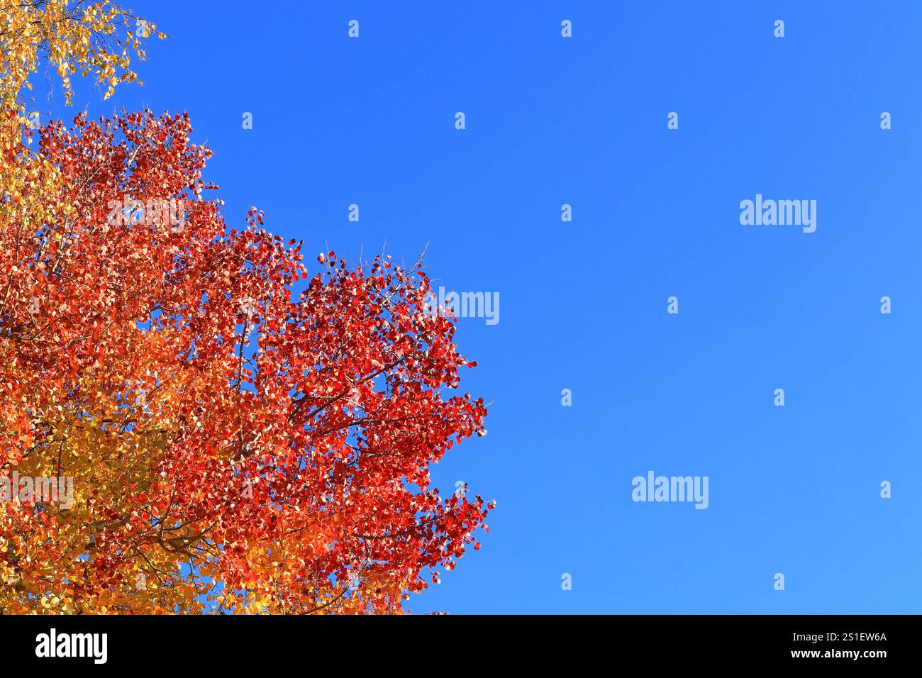The top of yellow and orange autumn leaves. Clear blue sky. Stockholm ...