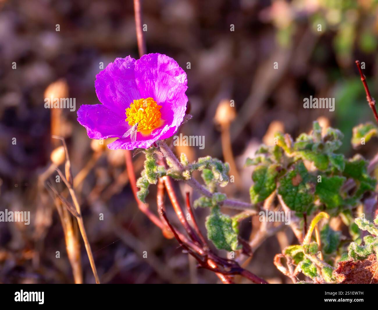 Flower of the Cretan rockrose (Cistus creticus), also known as gray ...