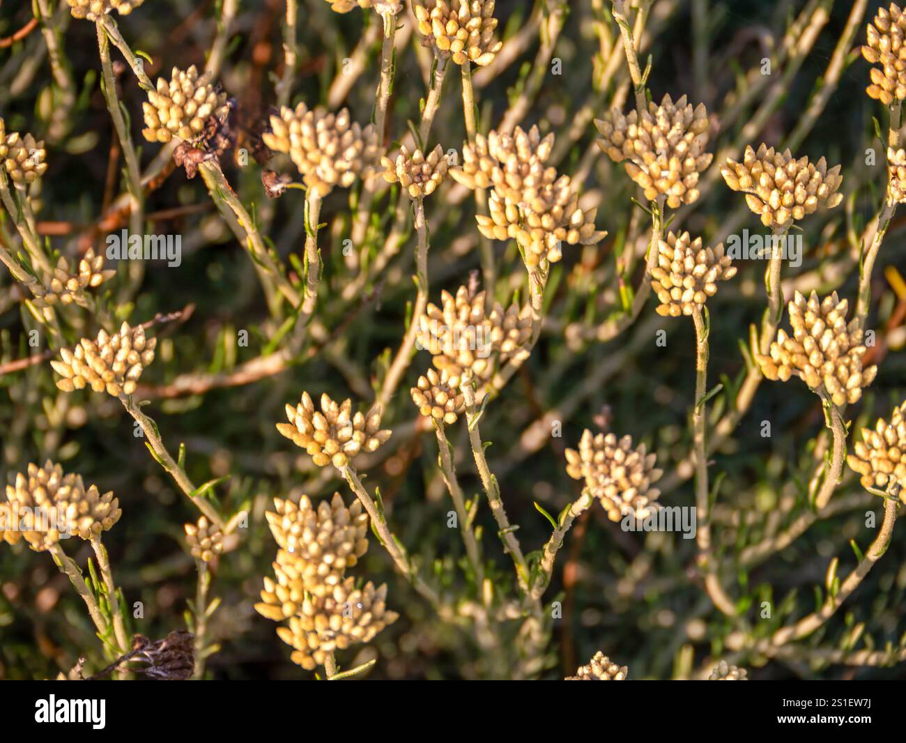 Italian immortelle (Helichrysum italicum), also known as curry herb ...