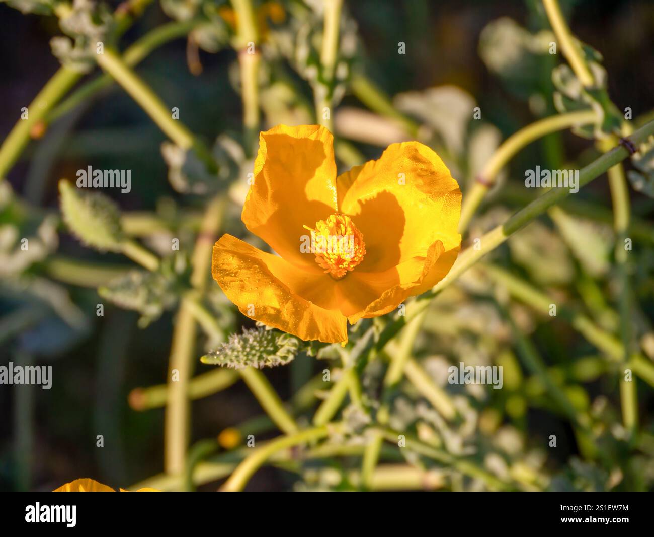 Flower of the yellow horned poppy (Glaucium flavum). The horned poppy ...