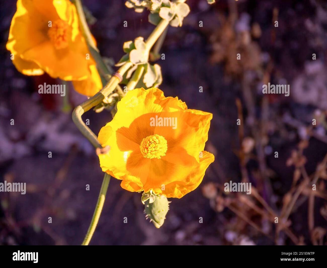 Flower of the yellow horned poppy (Glaucium flavum). The horned poppy ...