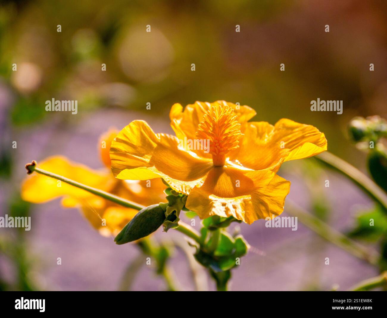 Flower of the yellow horned poppy (Glaucium flavum). The horned poppy ...