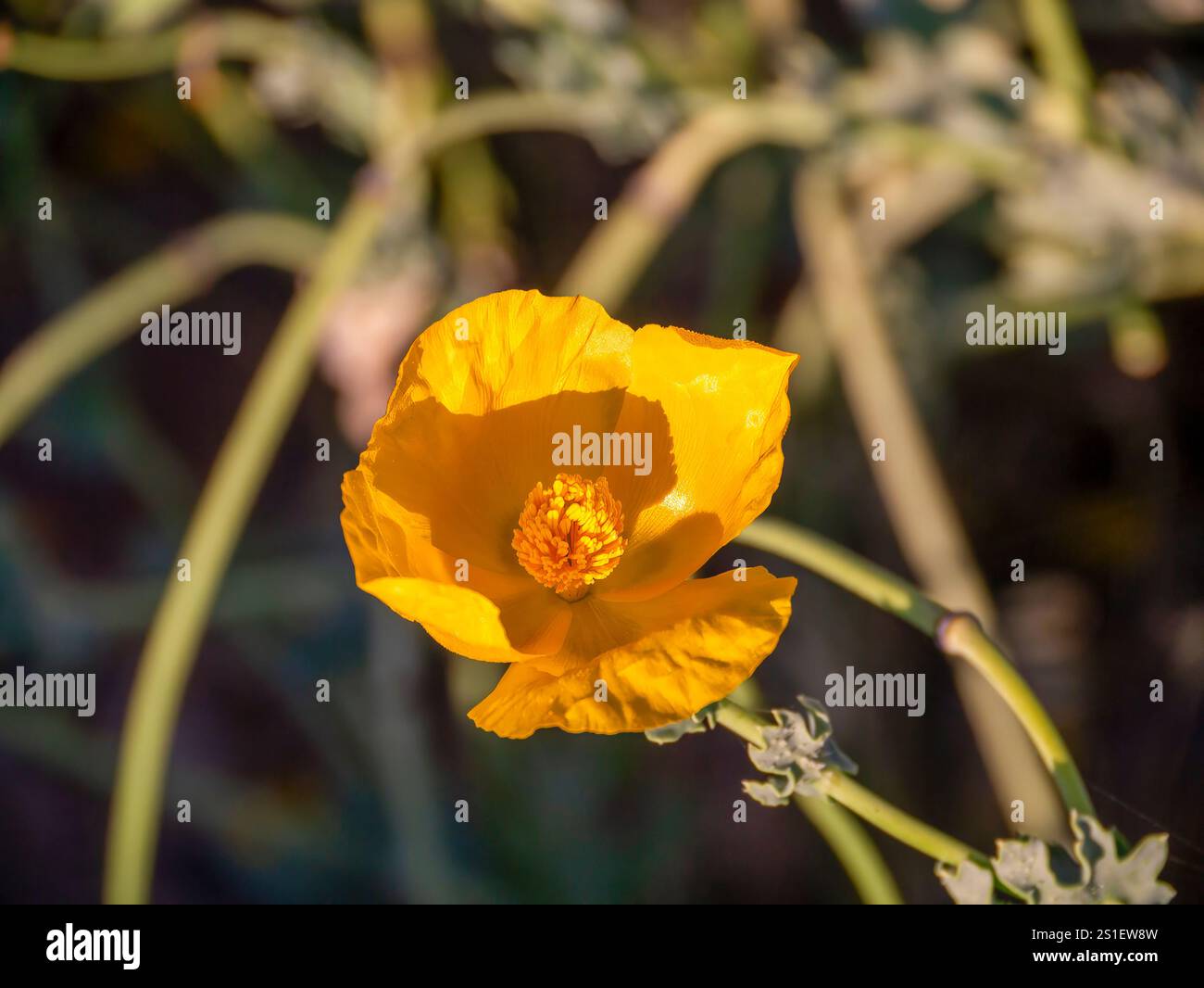 Flower of the yellow horned poppy (Glaucium flavum). The horned poppy ...