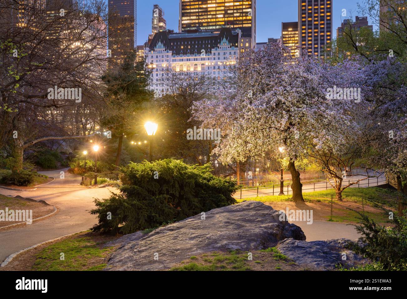 New York City spring evening in Central Park, with cherry trees in ...