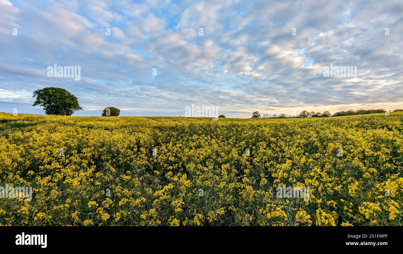 Vast rapeseed field in hi-res stock photography and images - Alamy