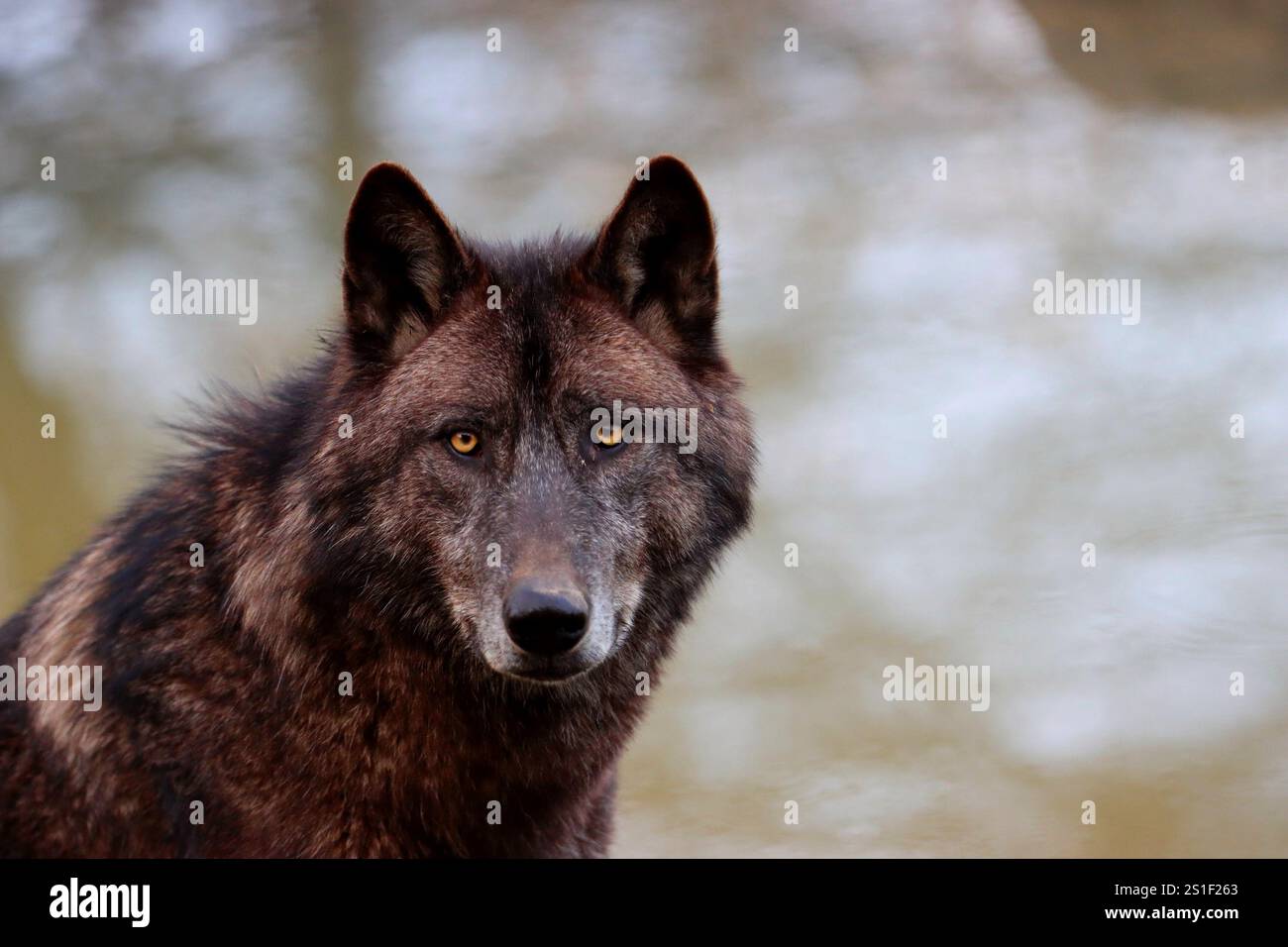 If canadien hi-res stock photography and images - Alamy