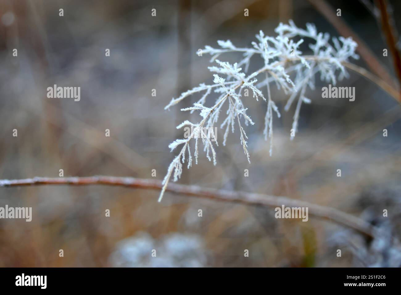Frozen nature / Nature gelée Stock Photo - Alamy