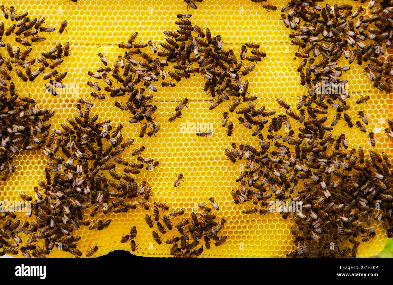 Honey bees store nectar on honeycombs. Wax, perga pollen and honey ...