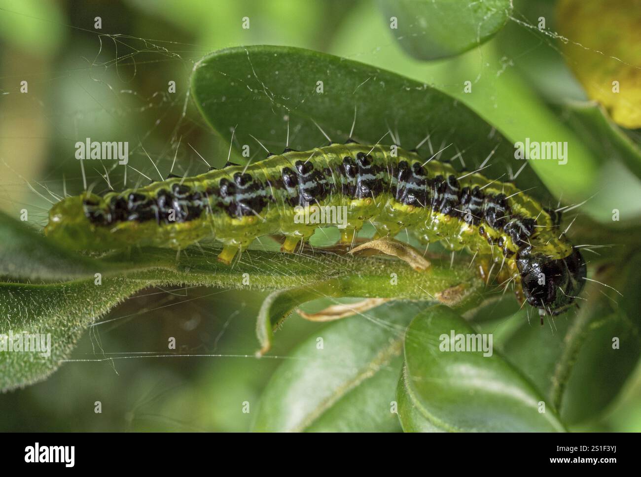 Caterpillar of the box tree moth (Cydalima perspectalis), Bavaria ...