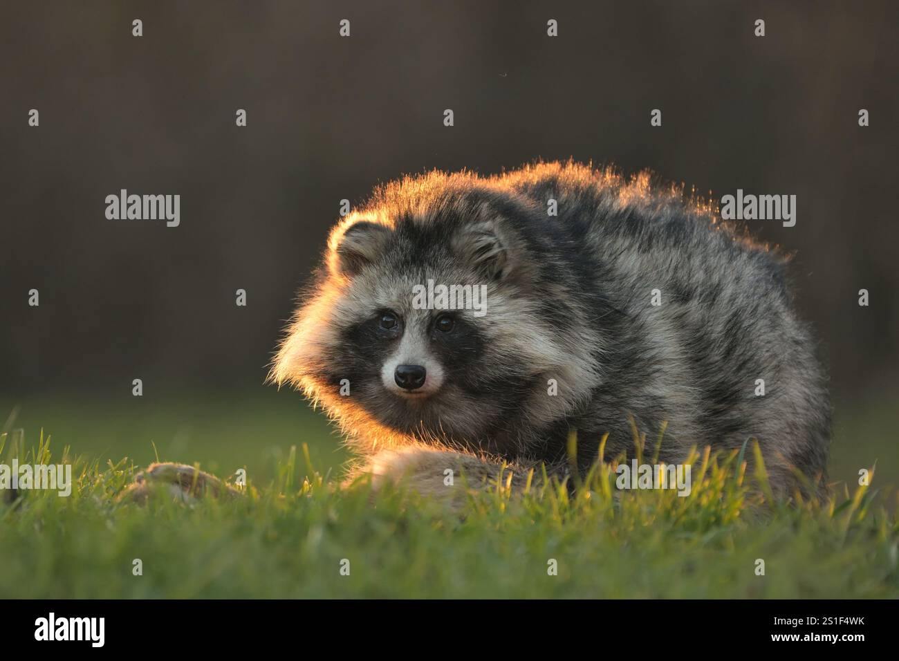 Raccoon dog common Nyctereutes procyonoides eats flesh of dead European ...