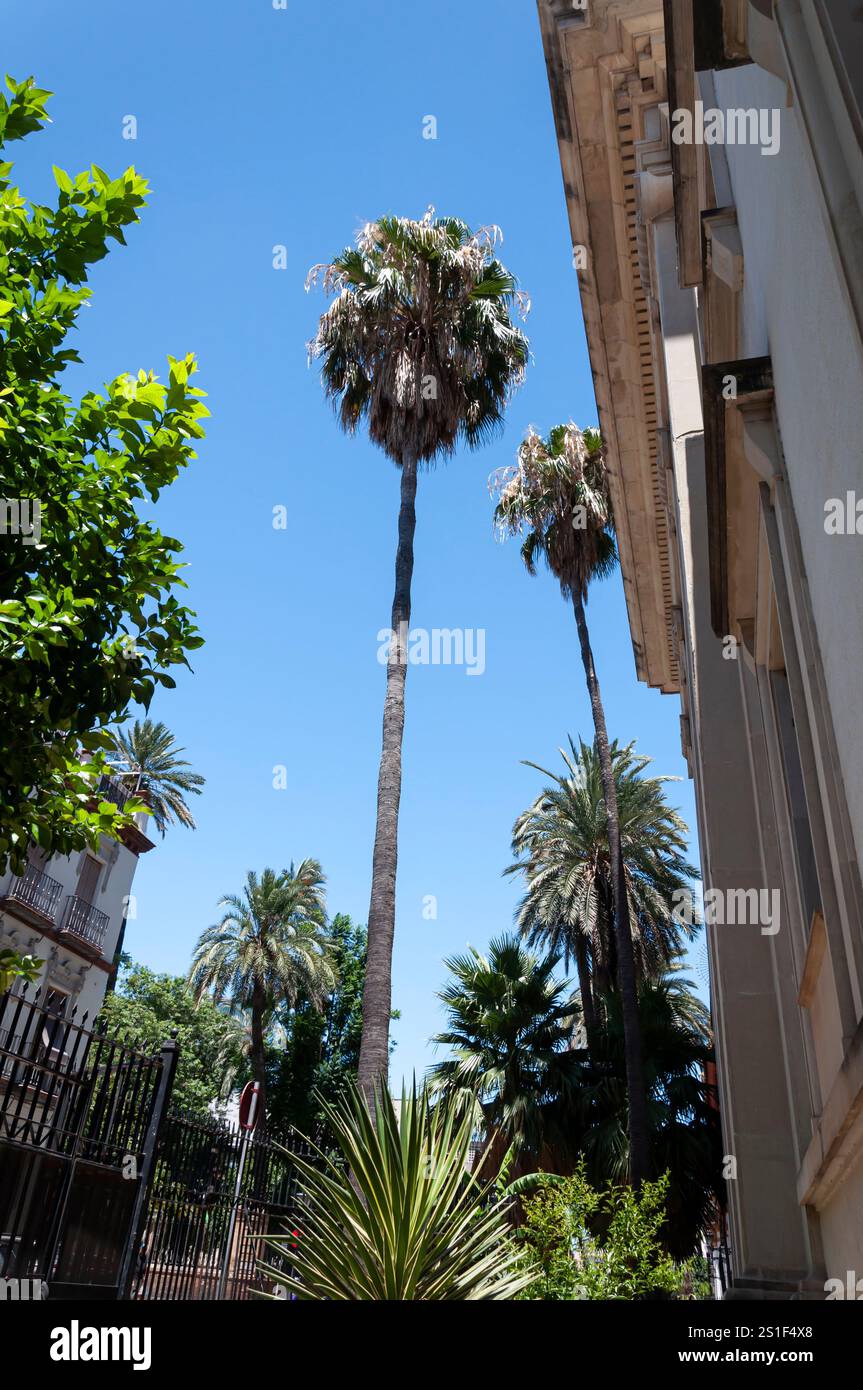Palmera robusta hi-res stock photography and images - Alamy