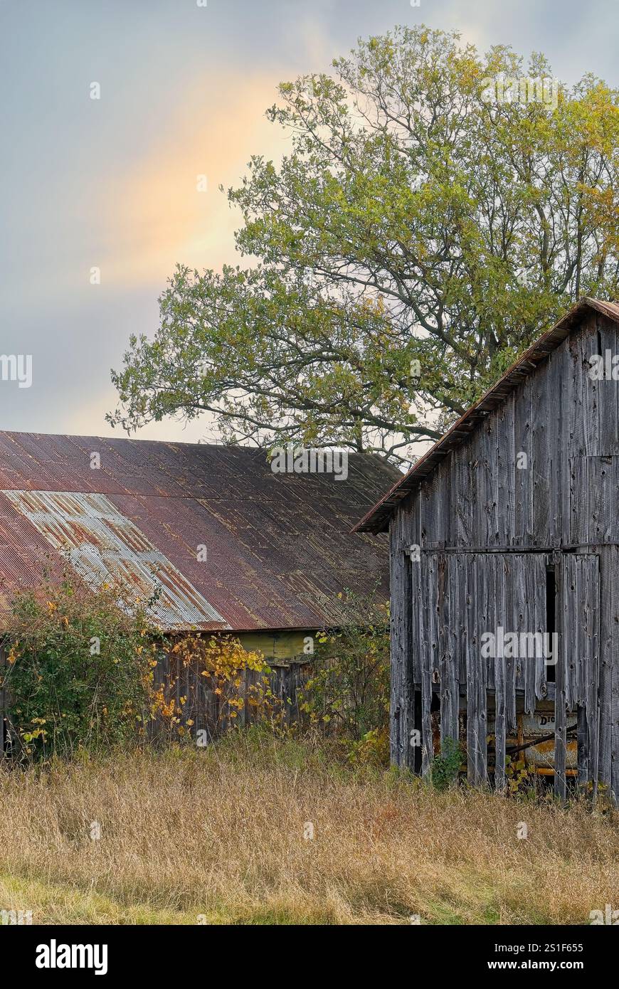 Weathered old barn with vertical wood planks and metal roof in thousand ...