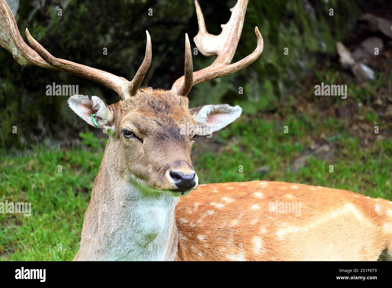 Fallow deer species hi-res stock photography and images - Alamy
