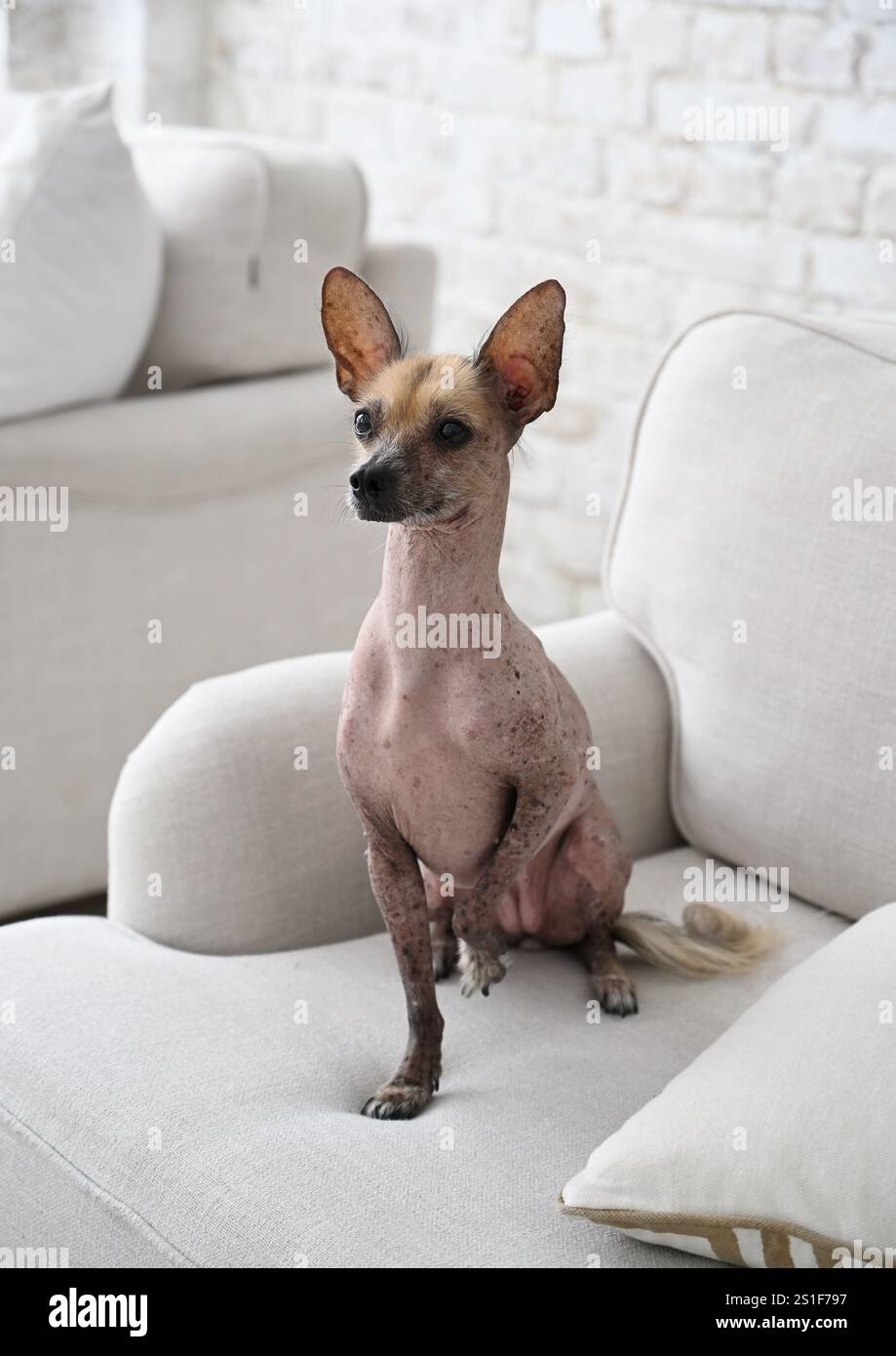 Portrait of the mexican hairless dog xoloitzcuintli sitting on the sofa ...