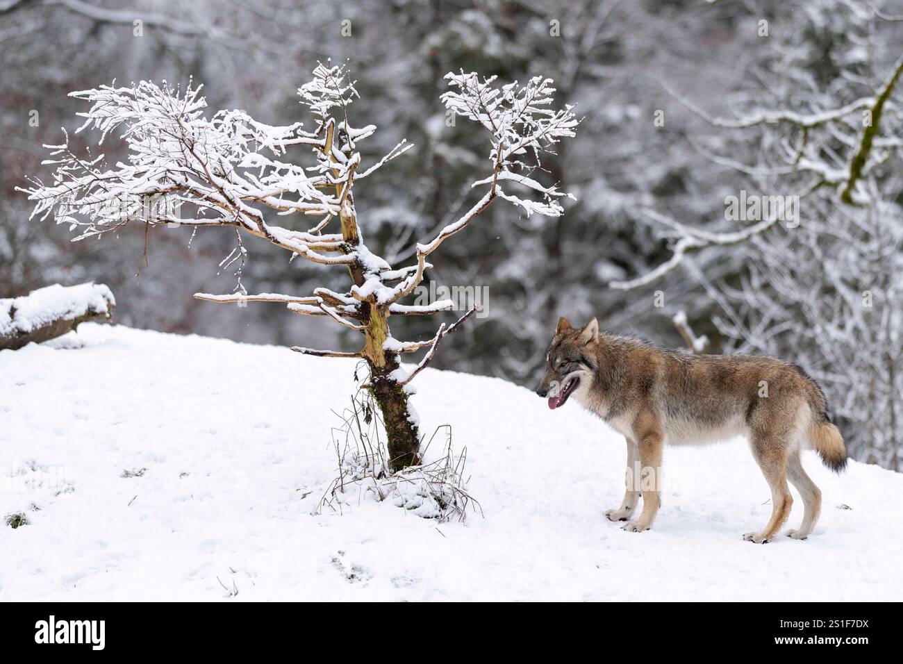 January 3, 2025, Gruenau Im Almtal, Upper Austria, Austria: Wolf seen ...