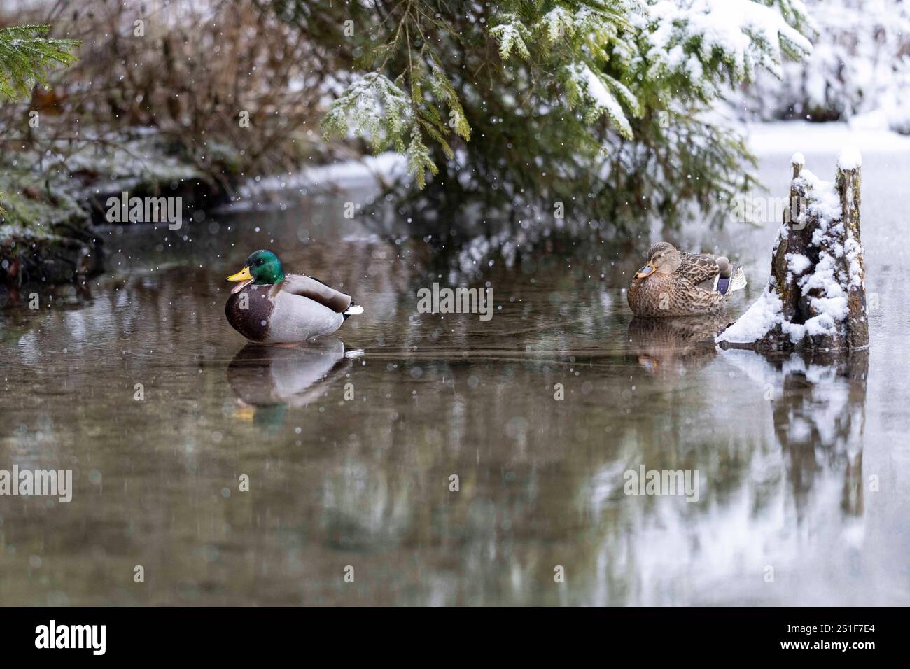 Ducks seen in the Cumberland Wildpark Gruenau on a cold winter day ...