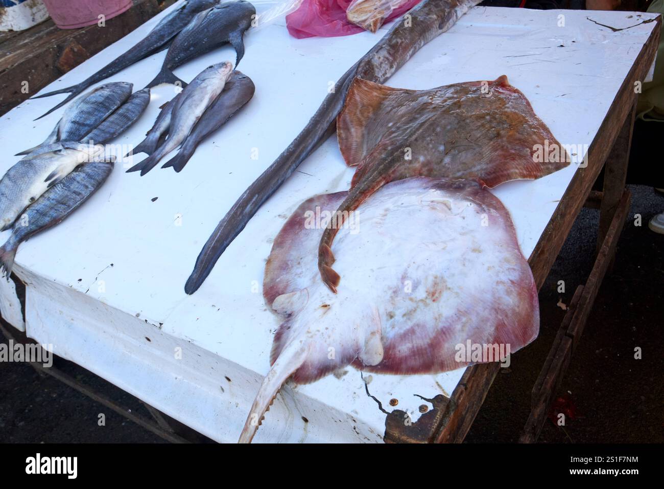 Rays fish hi-res stock photography and images - Alamy