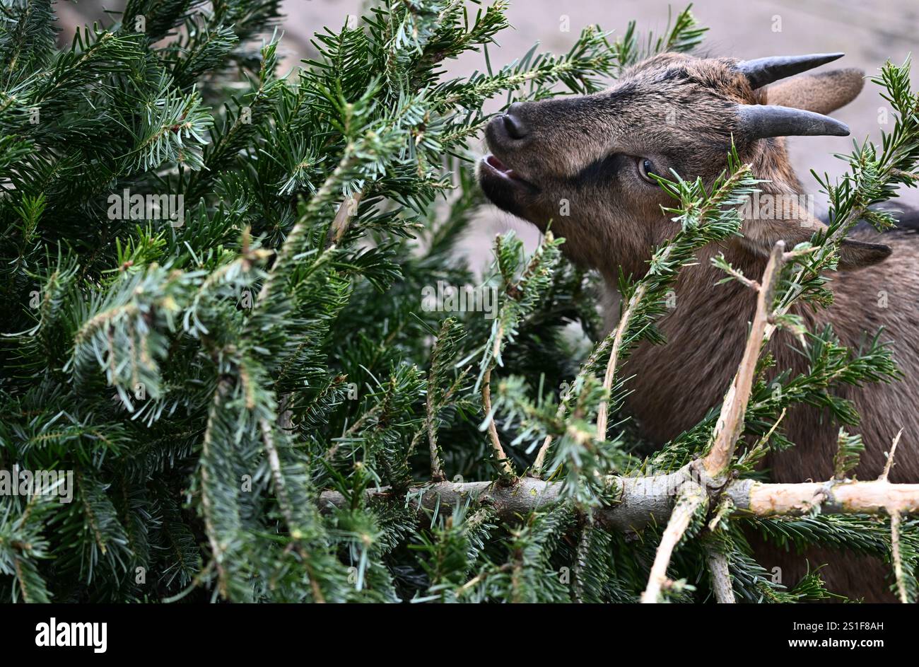 PRODUCTION - 03 January 2025, Hesse, Frankfurt/Main: A Cameroon dwarf ...