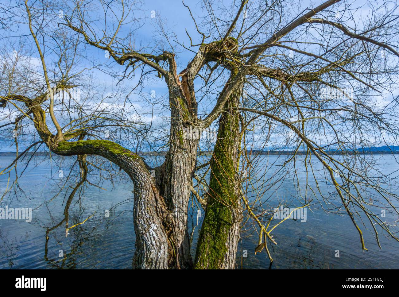 Tree without leaves, branch split during storms in winter Stock Photo ...