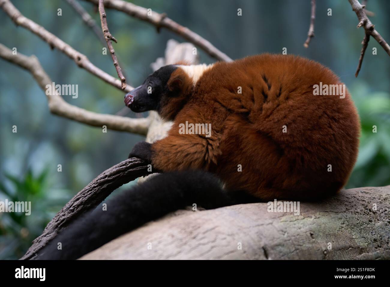 A red ruffed lemur resting along a branch Stock Photo - Alamy