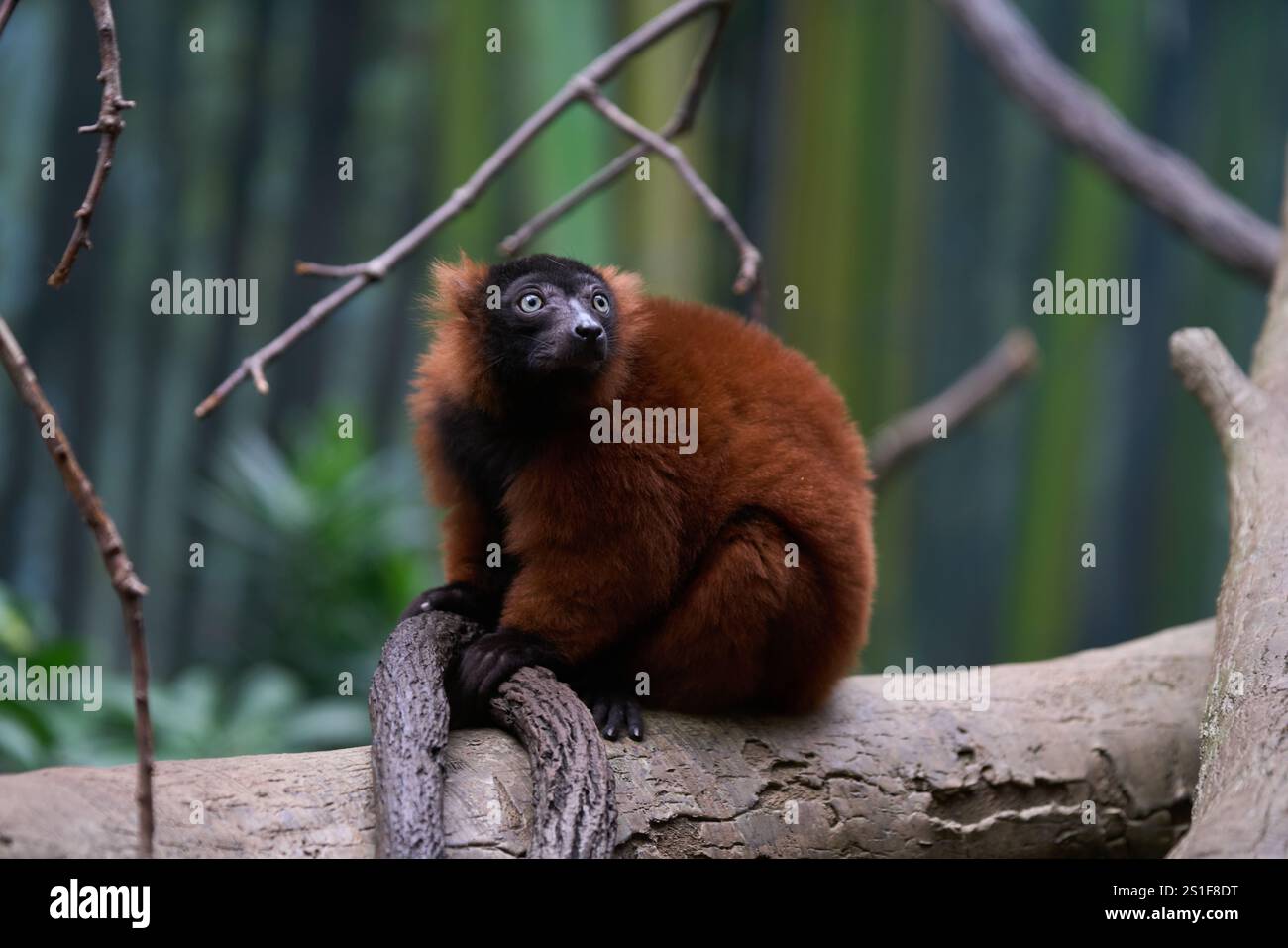 A red ruffed lemur resting along a branch Stock Photo - Alamy