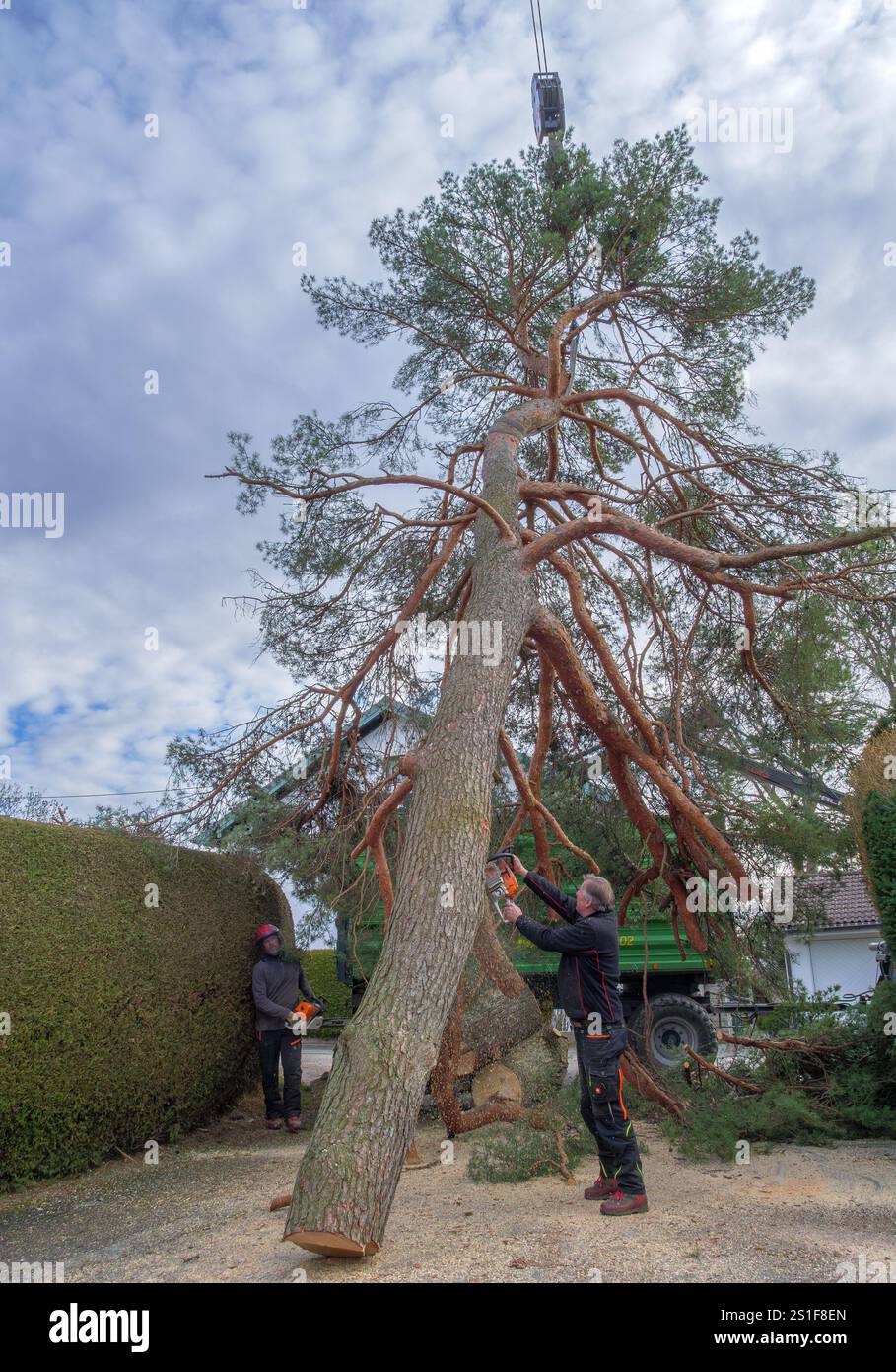 Tree climbers felling and disposing of a large pine tree in a ...