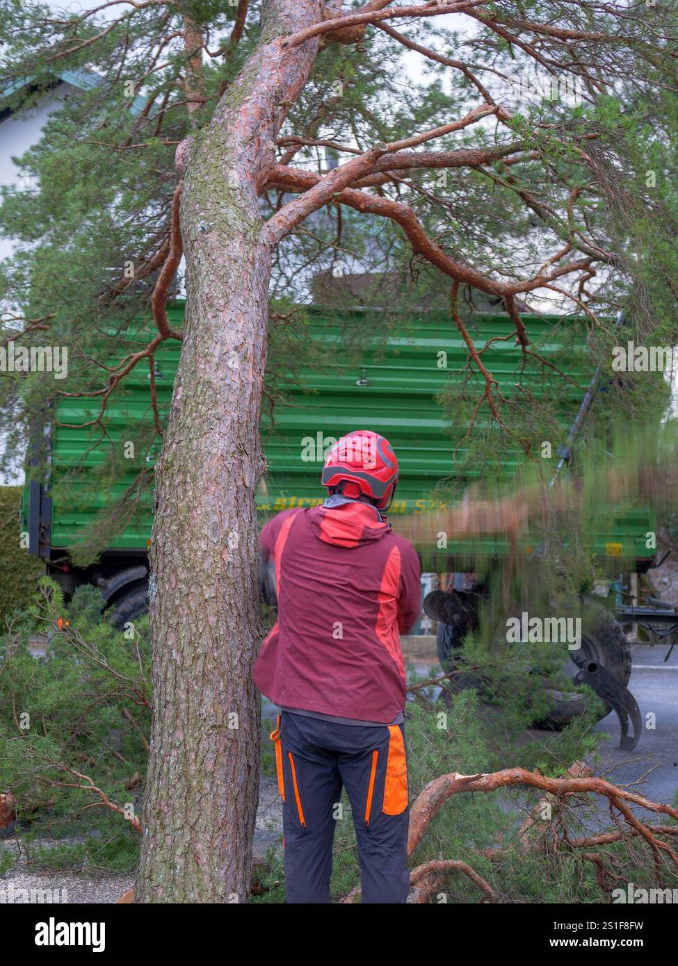 Tree climbers felling and disposing of a large pine tree in a ...