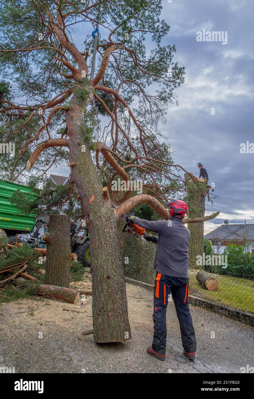 Tree climbers felling and disposing of a large pine tree in a ...