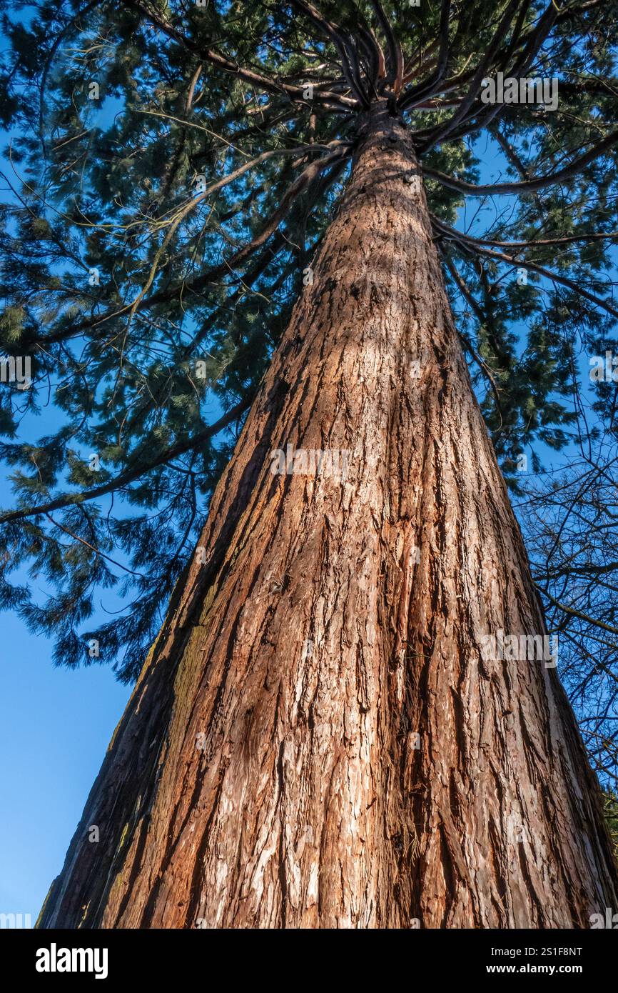 Giant Redwood tree Stock Photo - Alamy