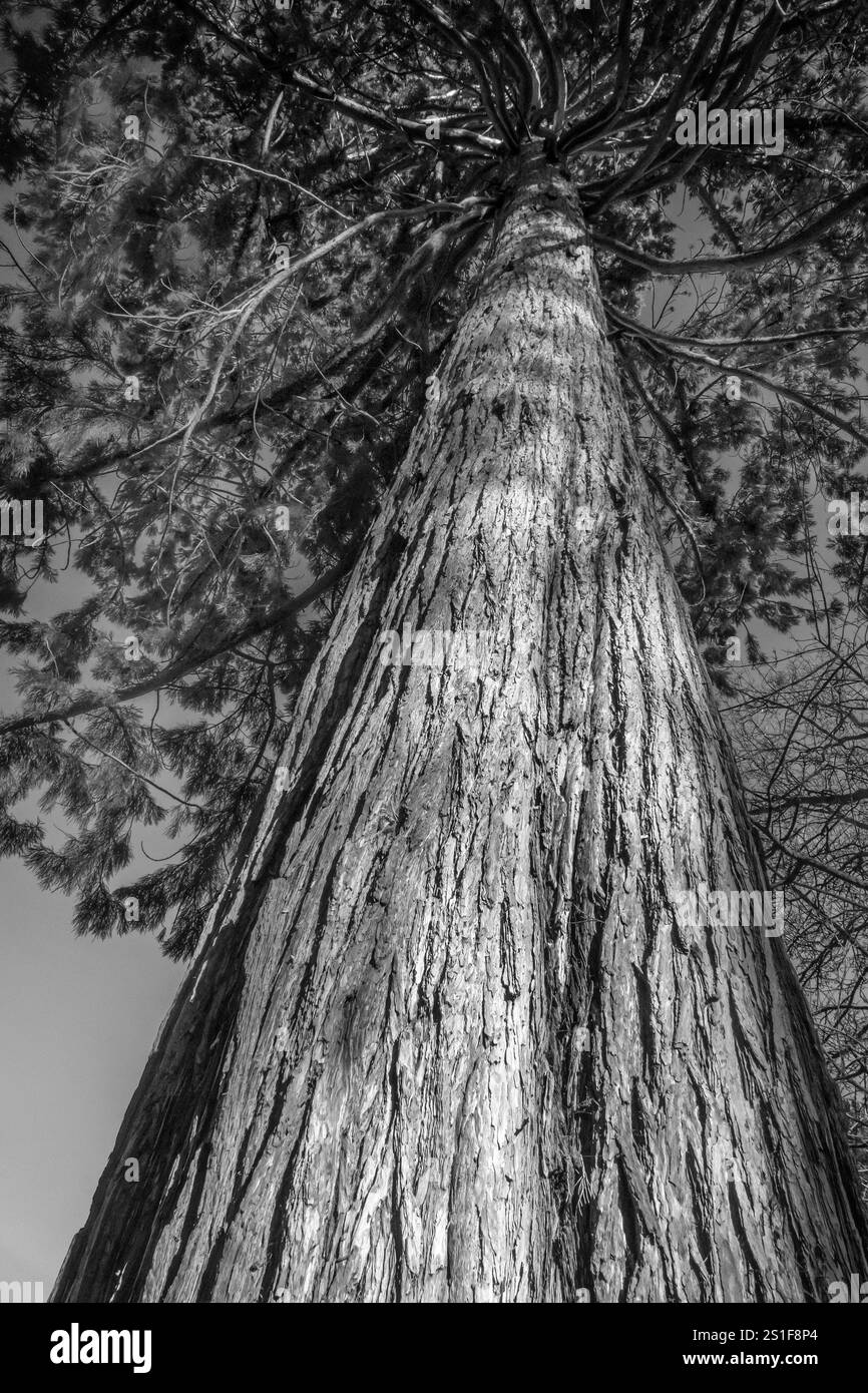 Giant evergreen tree Black and White Stock Photos & Images - Alamy