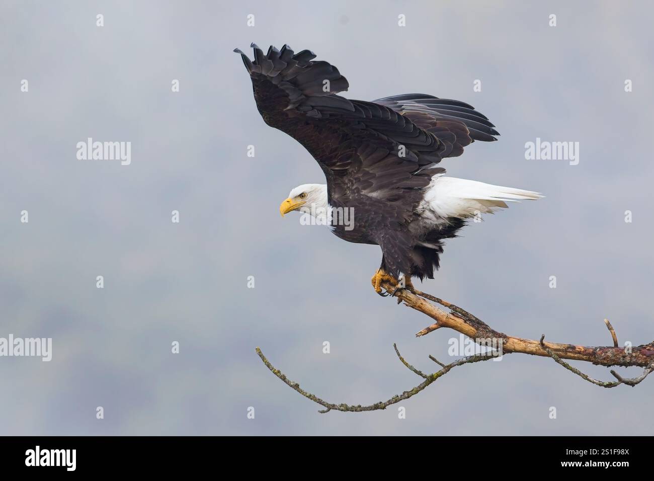 An american bald eagle flaps its wings preparing to take flight in ...
