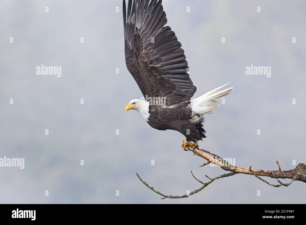 An american bald eagle flaps its wings preparing to take flight in ...