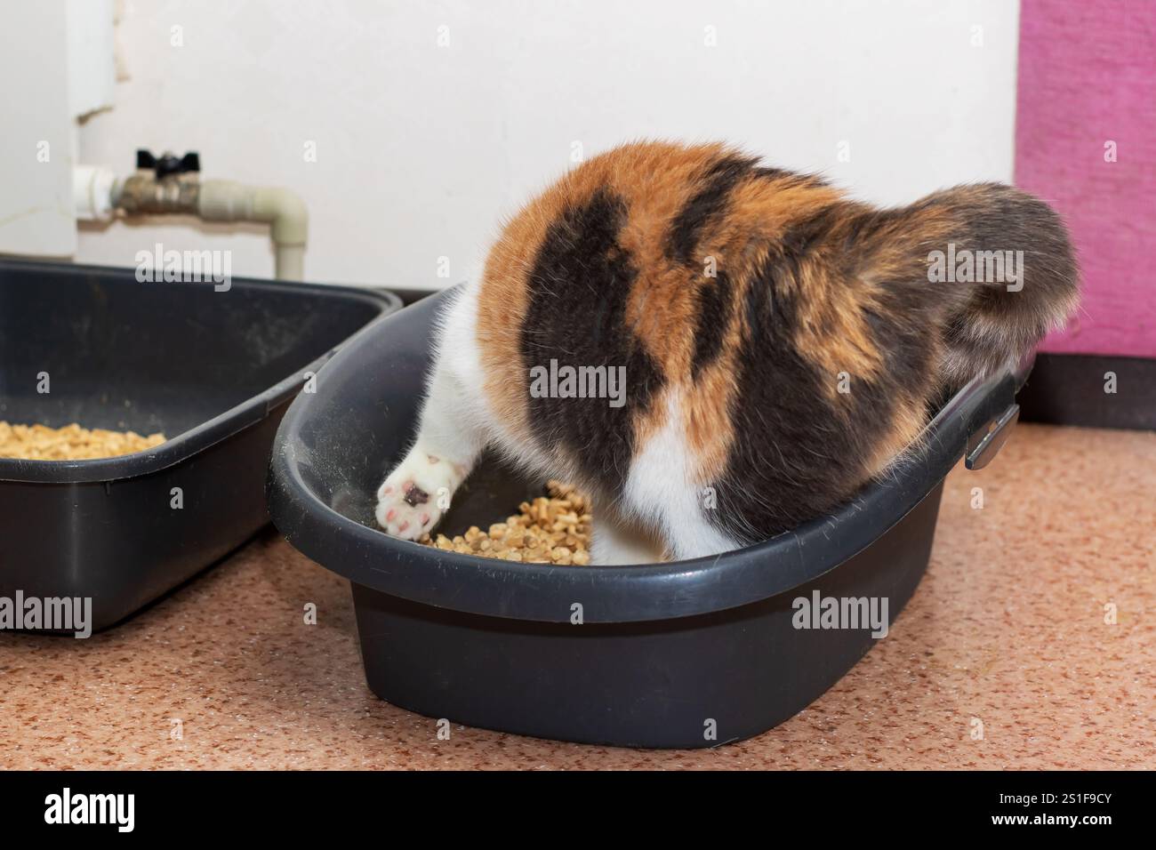 A beautiful calico cat is comfortably sitting inside a black litter box ...