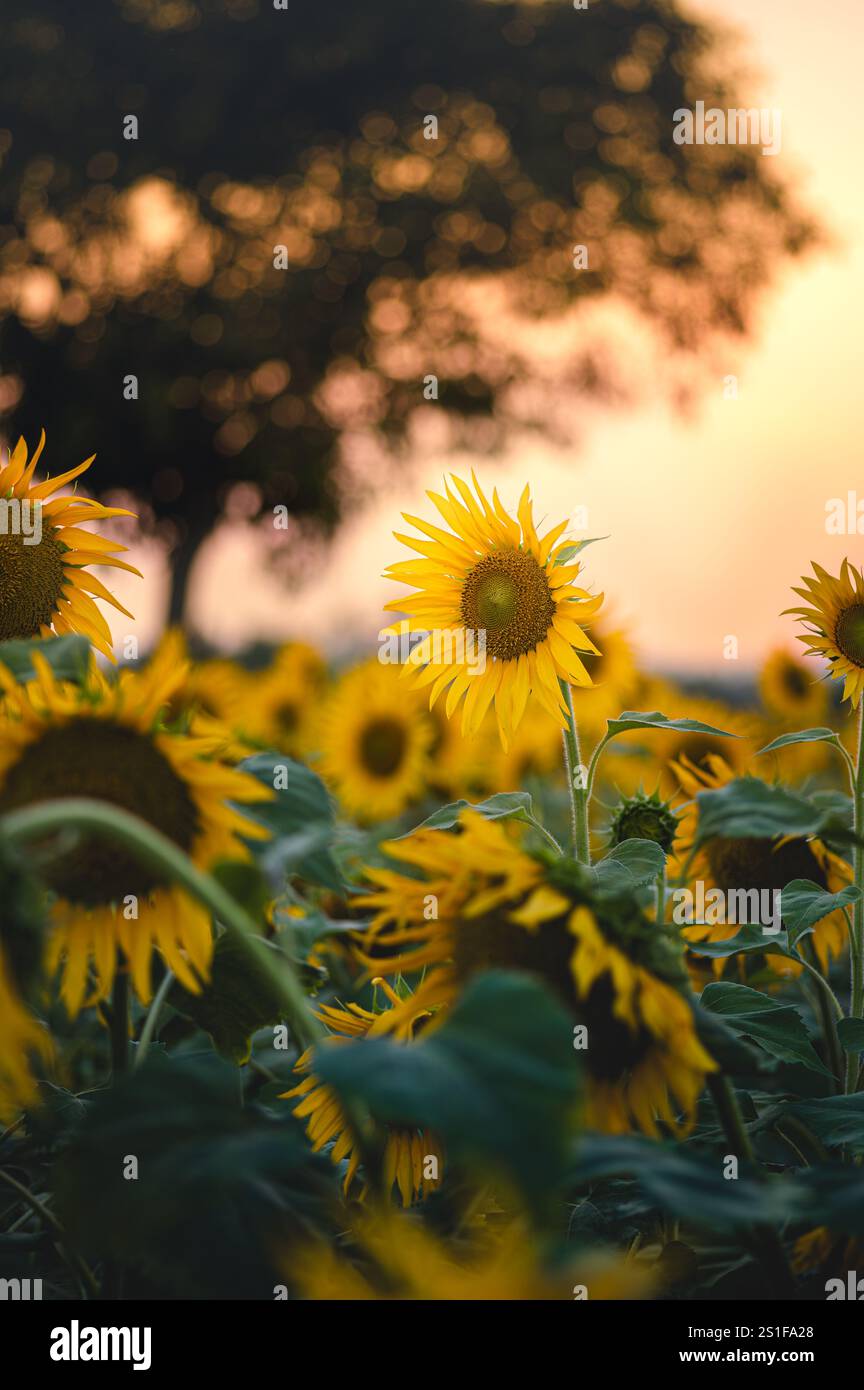 Agriculture field of sunflowers oil seed crop. One sunflower in focus ...