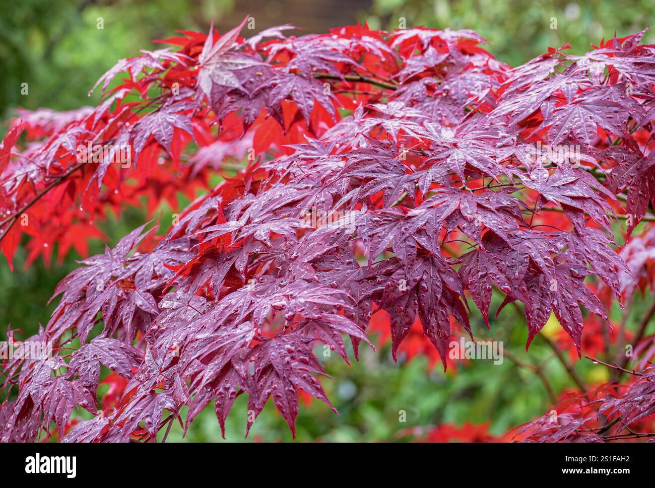 Wet leaves of a red Japanese maple, Acer palmatum Atropurpureum ...