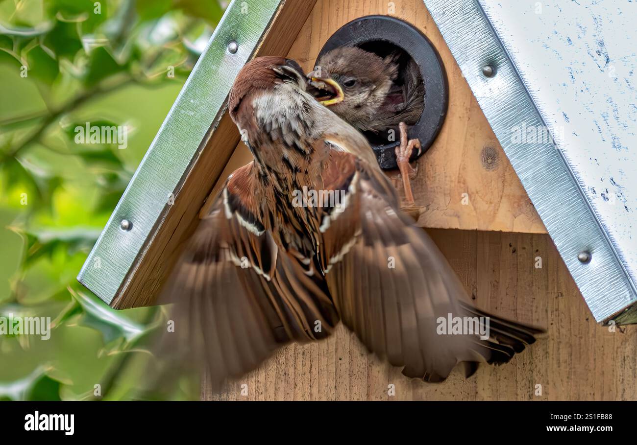 Tree sparrow, sparrow feeding young in a nesting box, Bavaria, Germany ...