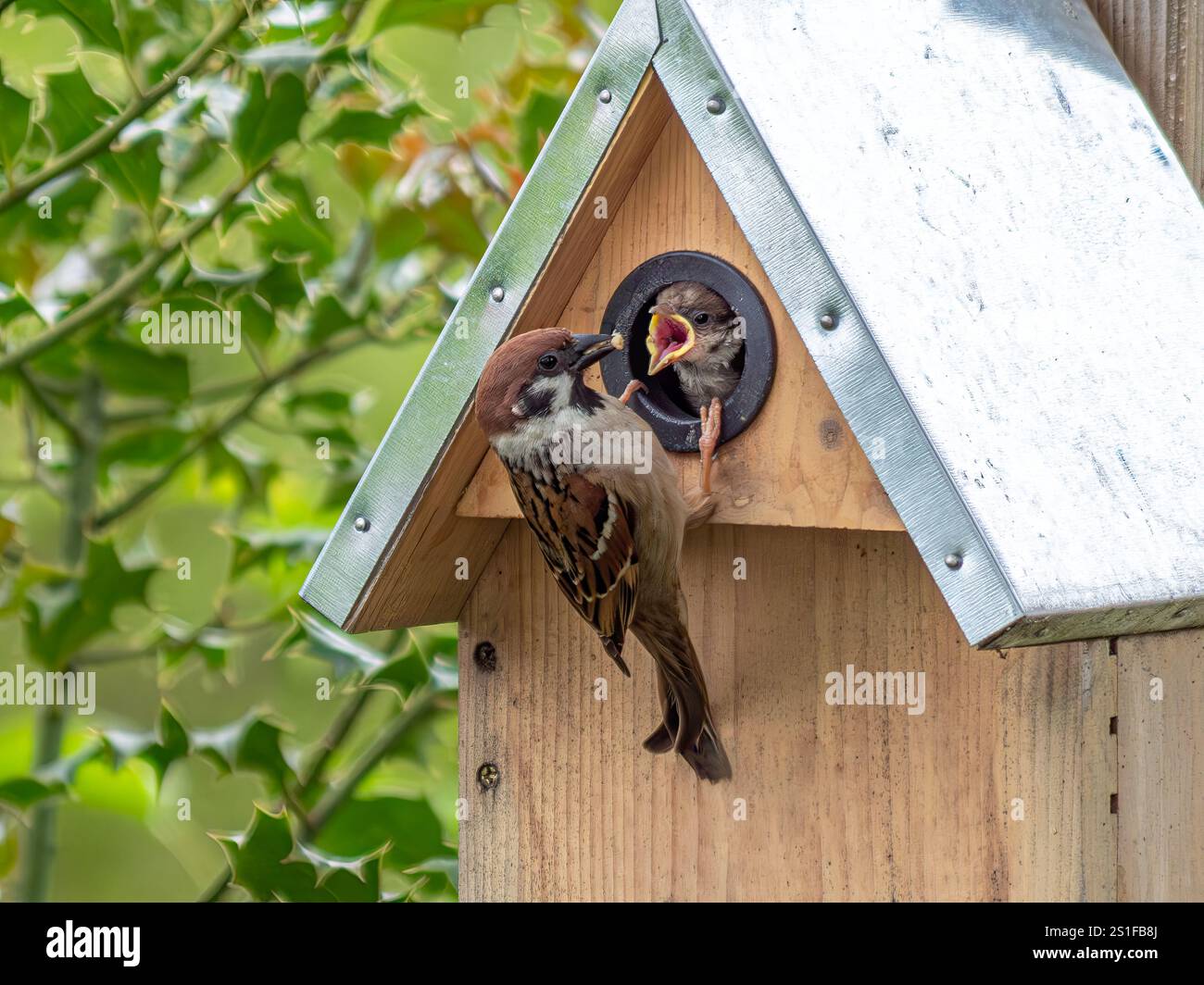 Tree sparrow, sparrow feeding young in a nesting box, Bavaria, Germany ...