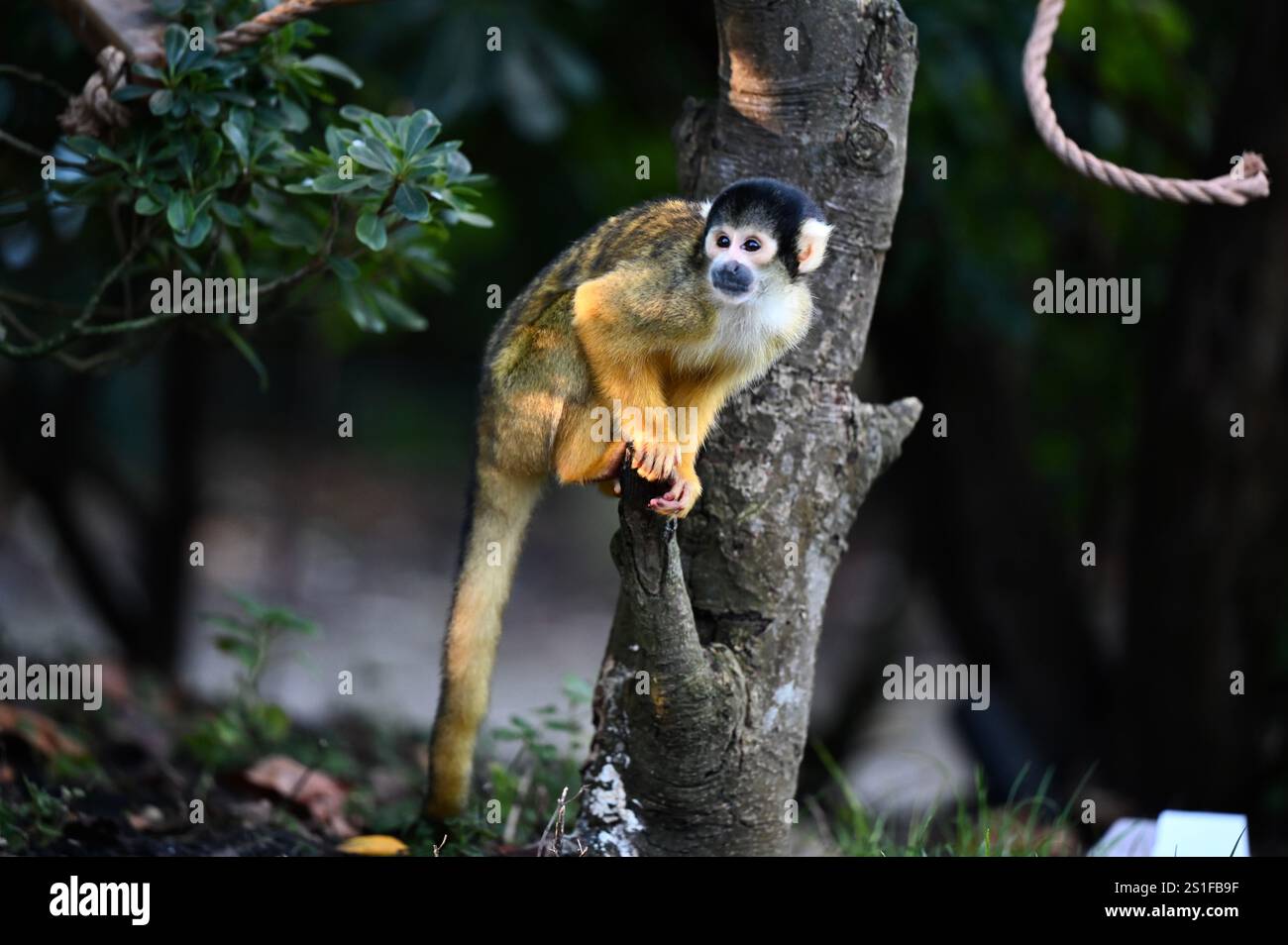 Today (3 Jan 2025), zookeepers at London Zoo readied their clipboards ...
