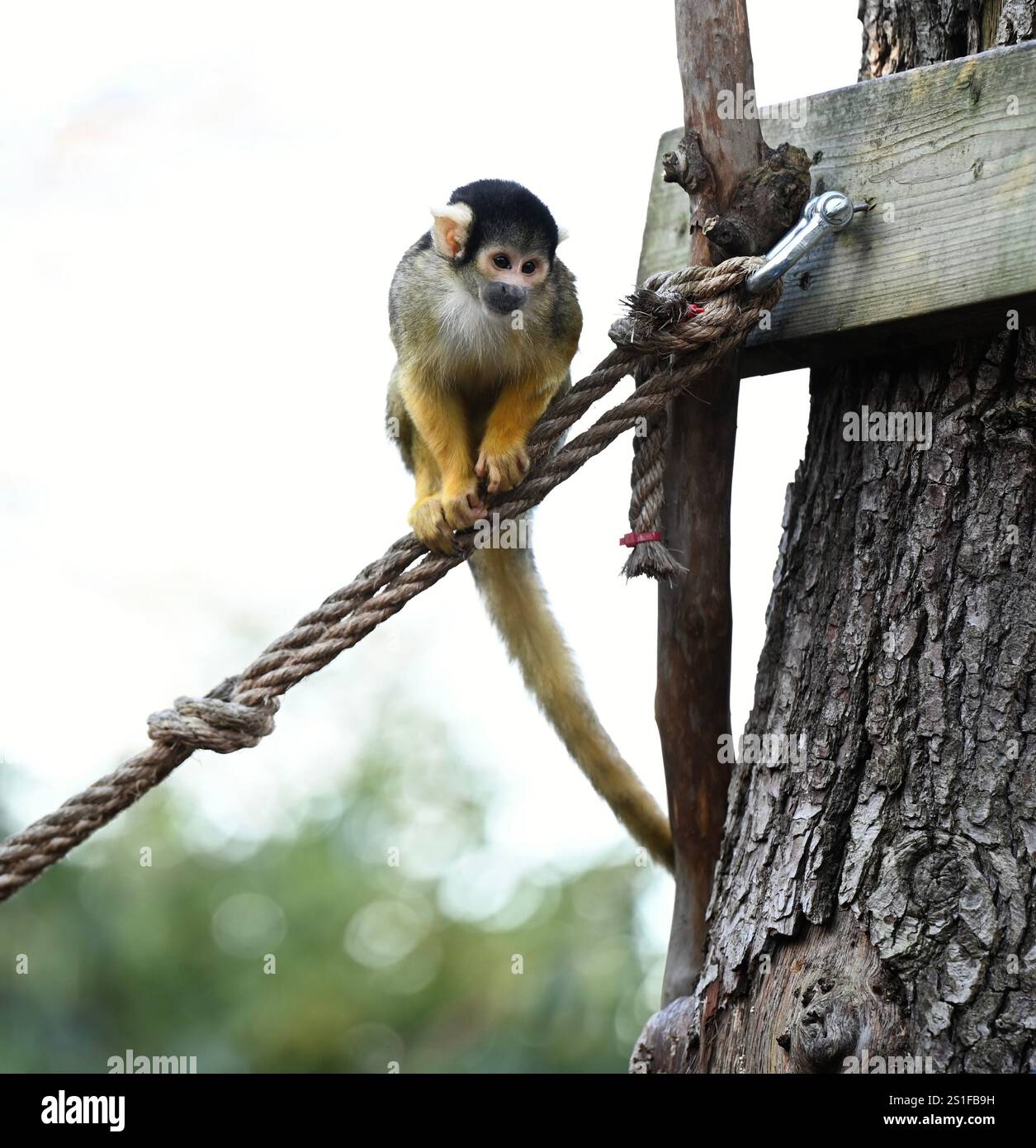 Today (3 Jan 2025), zookeepers at London Zoo readied their clipboards ...