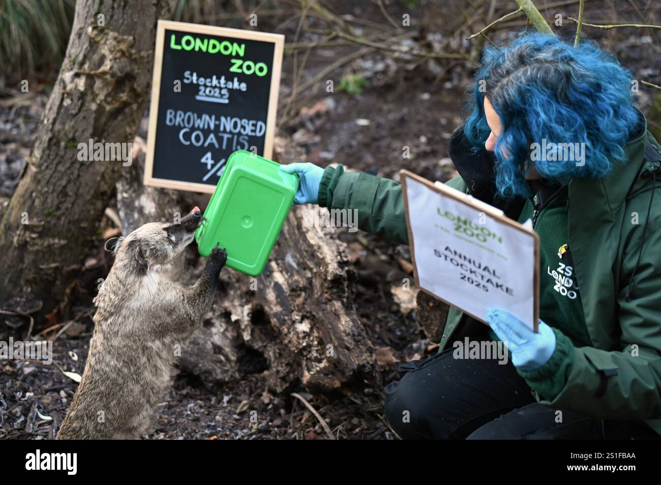 Today (3 Jan 2025), zookeepers at London Zoo readied their clipboards ...