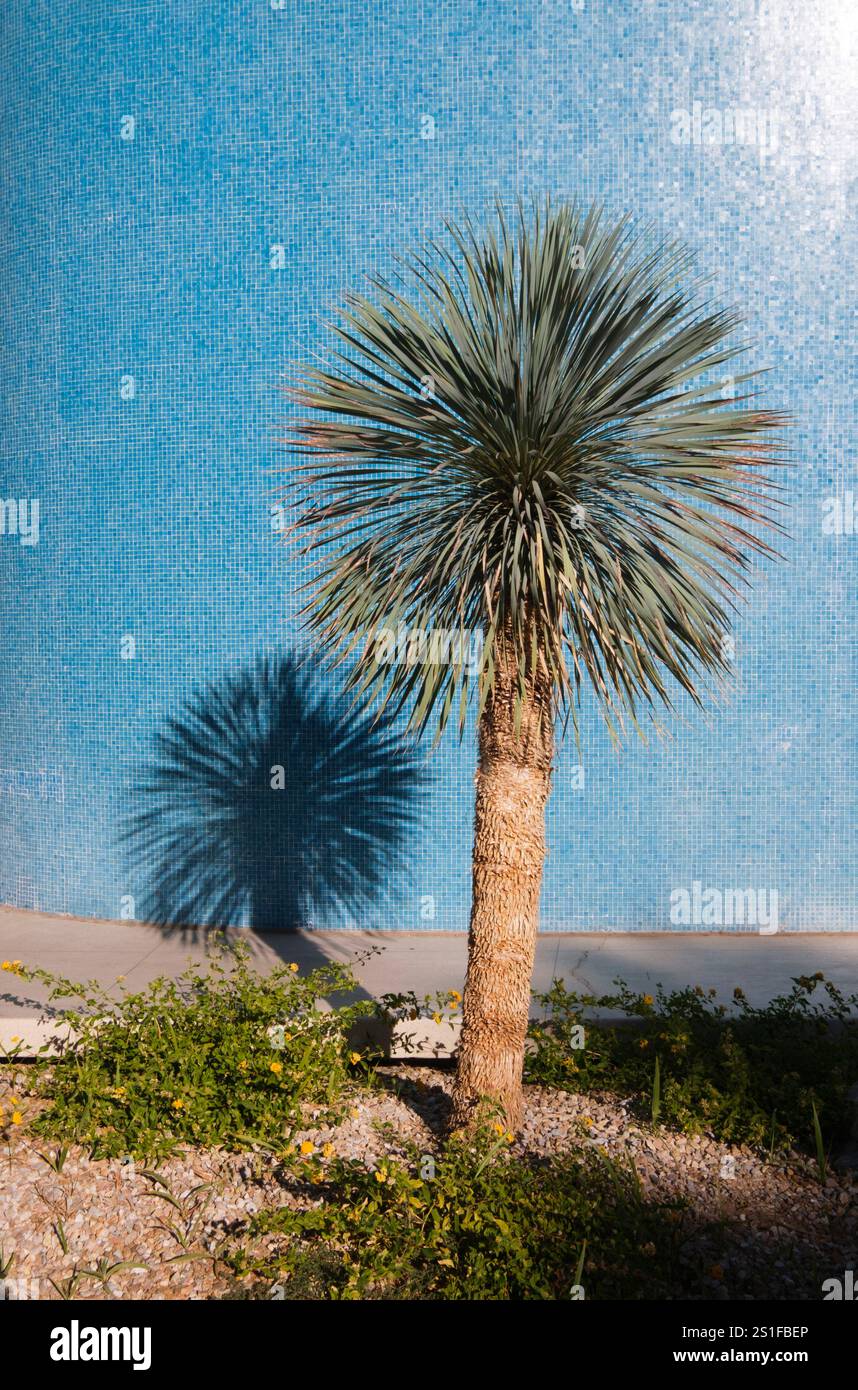 Small palm trees, Palm Springs, California, United States of America ...