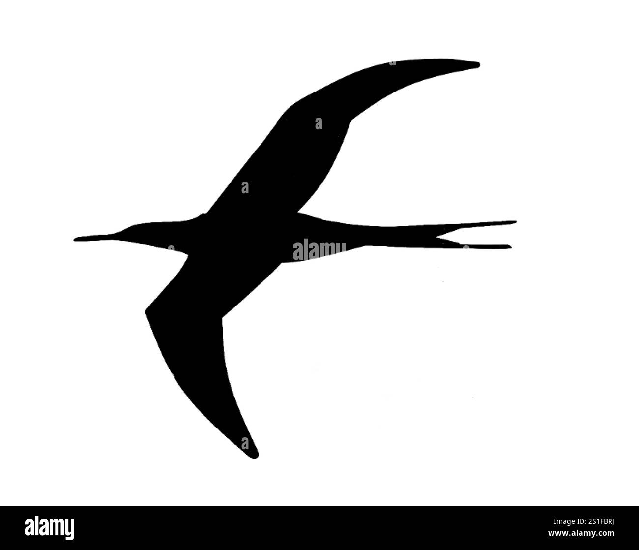 Vector image of a sea bird Stock Vector Image & Art - Alamy