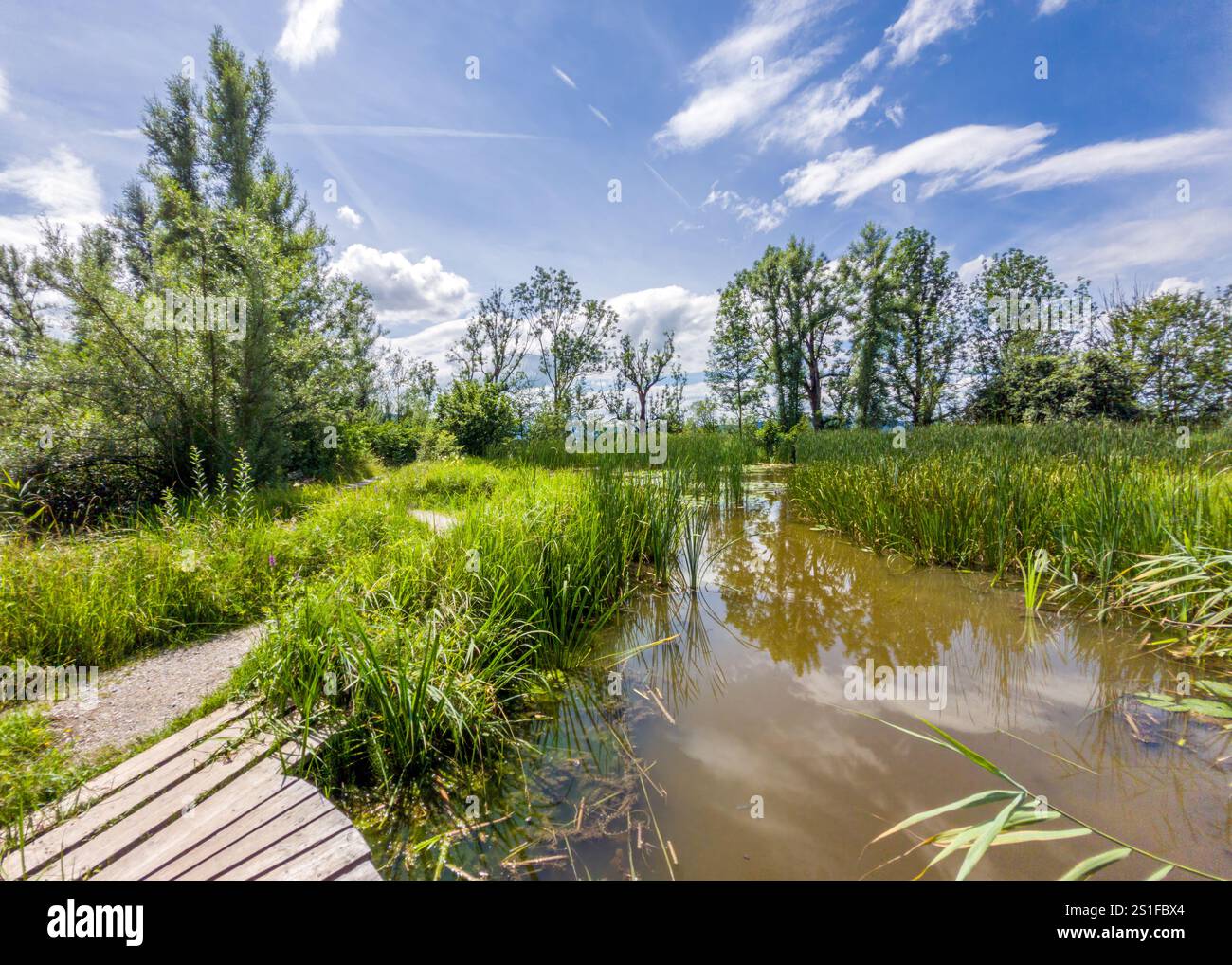 Small pond with water lilies and reeds, biotope, nature conservation ...