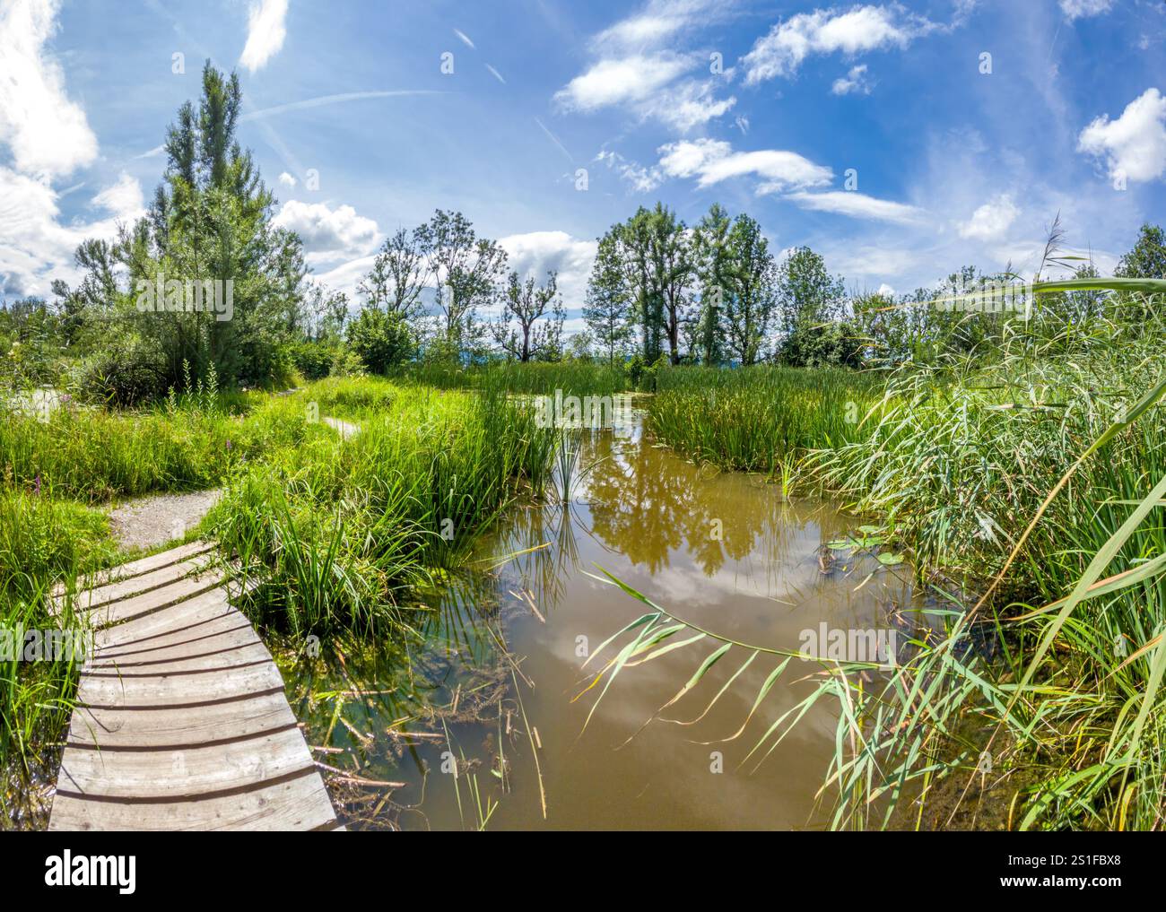 Small pond with water lilies and reeds, biotope, nature conservation ...