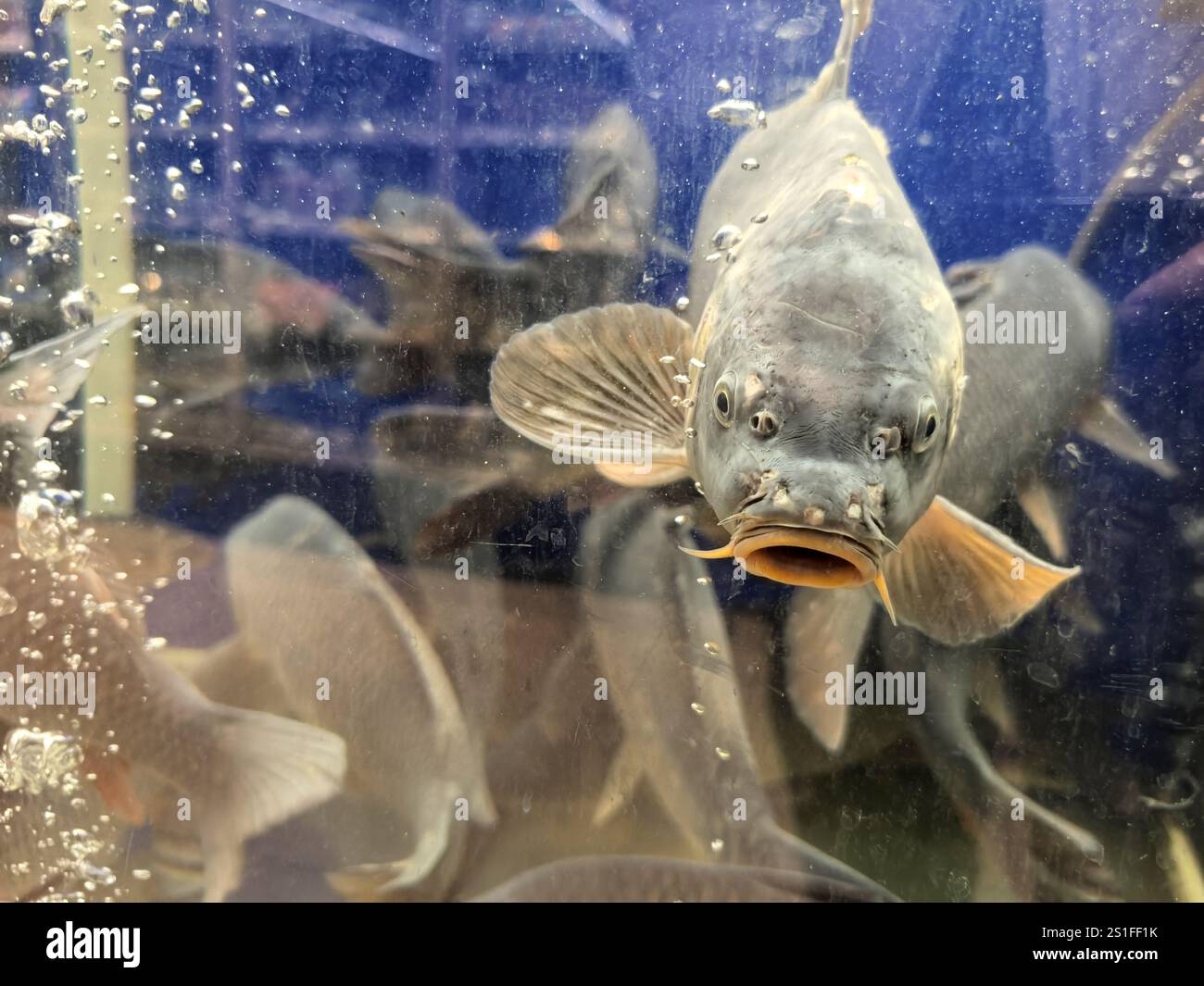 Colorful fish swim gracefully in an aquarium filled with clear water ...